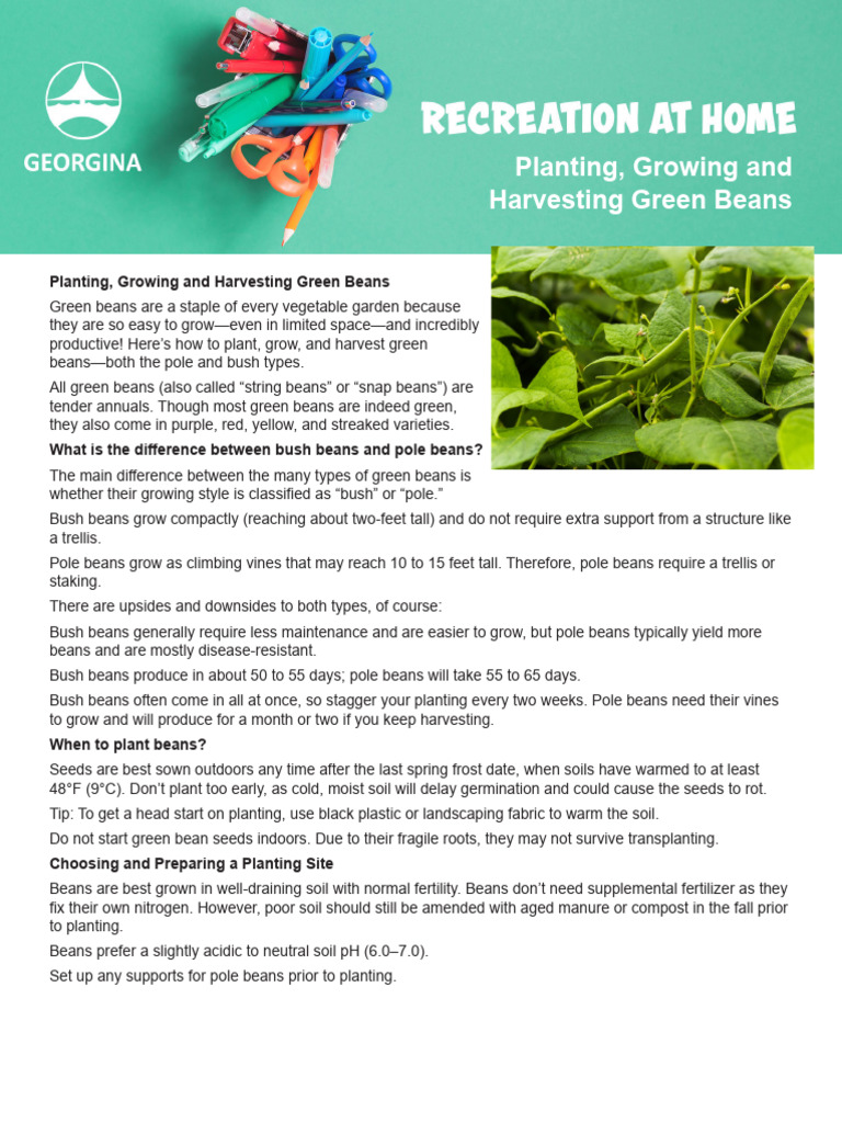 Green Beans Planting Spacing Guide | PDF | Bean | Green Bean