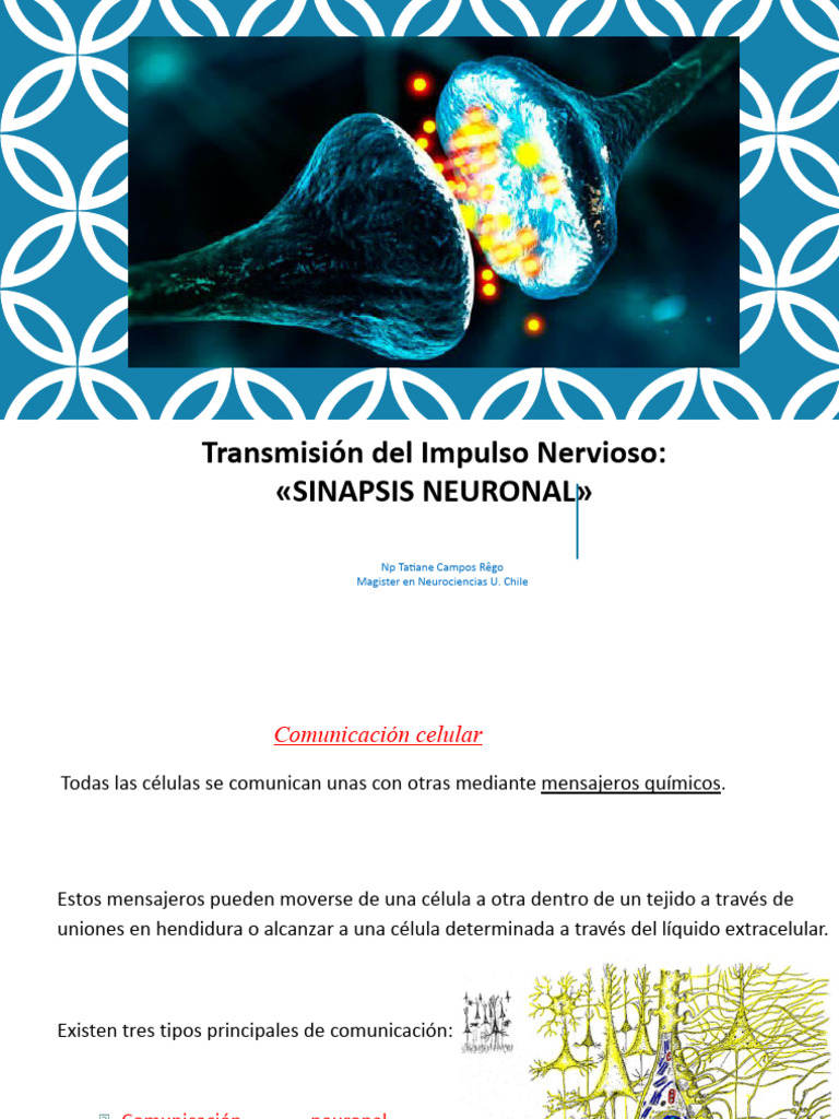 Clase 3 Sinapsis Descargar Gratis Pdf Sinapsis Fisiología