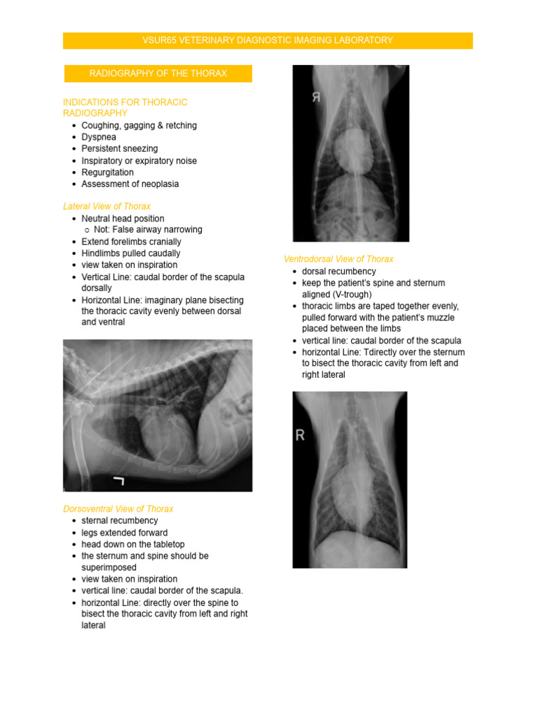 3 Radiography of The Thorax | PDF | Thorax | Lung