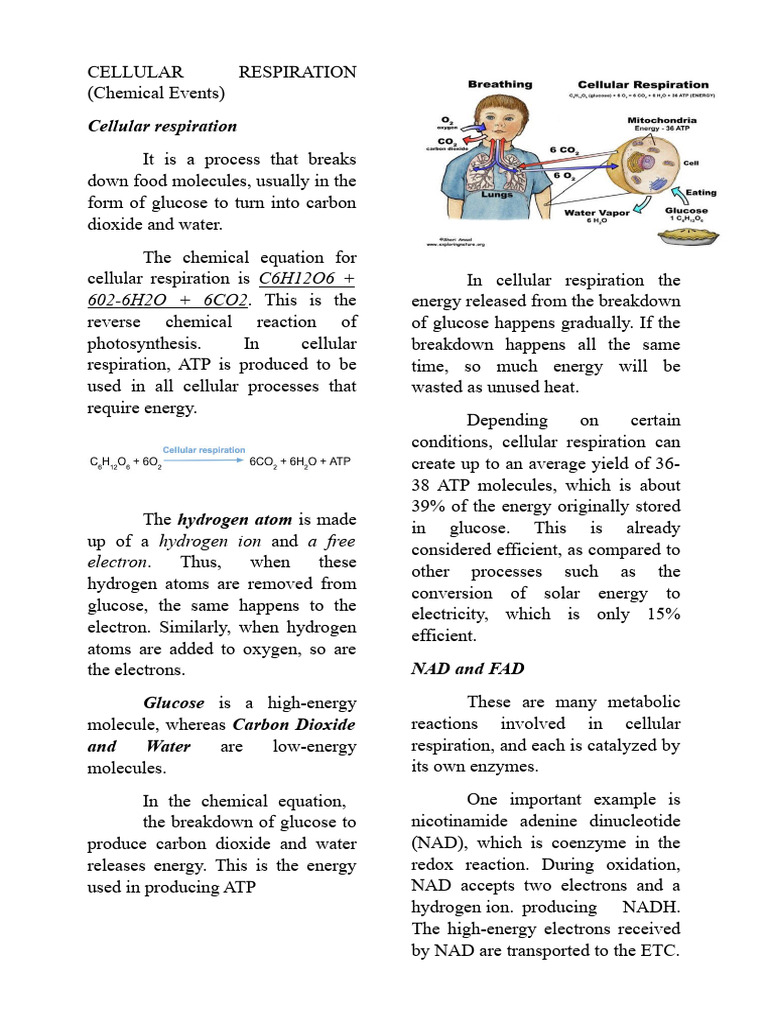 g12 Notes | PDF | Cellular Respiration | Adenosine Triphosphate