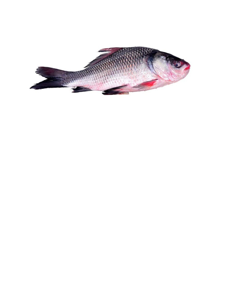 Katla Fish Picture | PDF