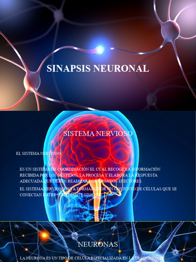 Sinapsis Neuronal Simps | PDF | Axon | Neurona