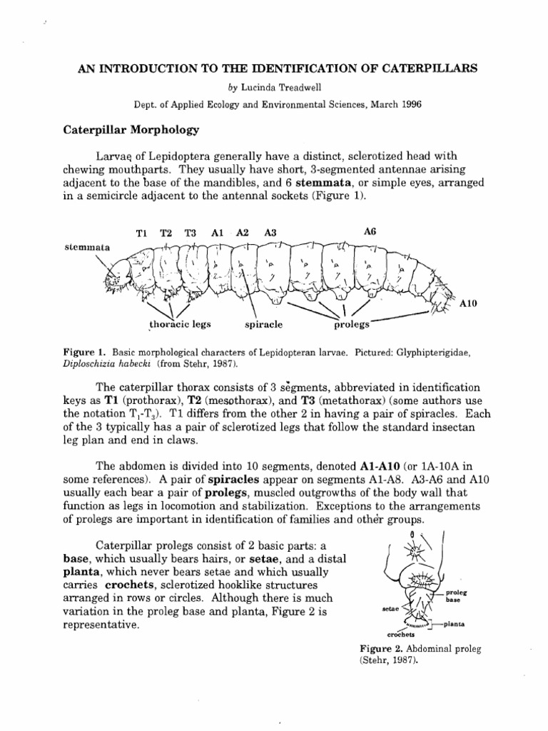 caterpillars | PDF | Lepidoptera | Insects