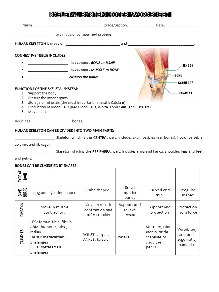 Human Skeletal System Overview Worksheet | PDF | Bone | Skeleton