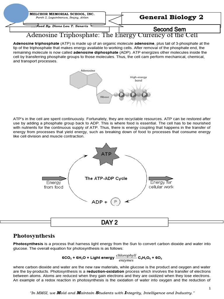 Gen Bio Module | Download Free PDF | Photosynthesis | Redox