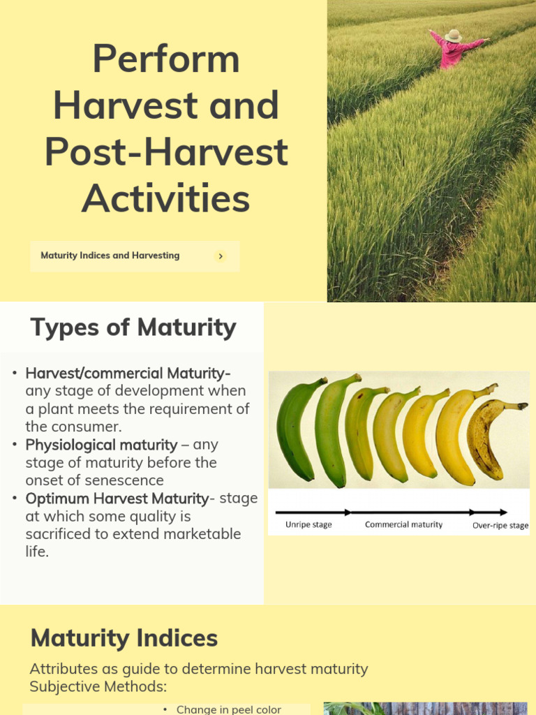 Perform Harvest and Post-Harvest Activities | PDF | Postharvest | Cereals