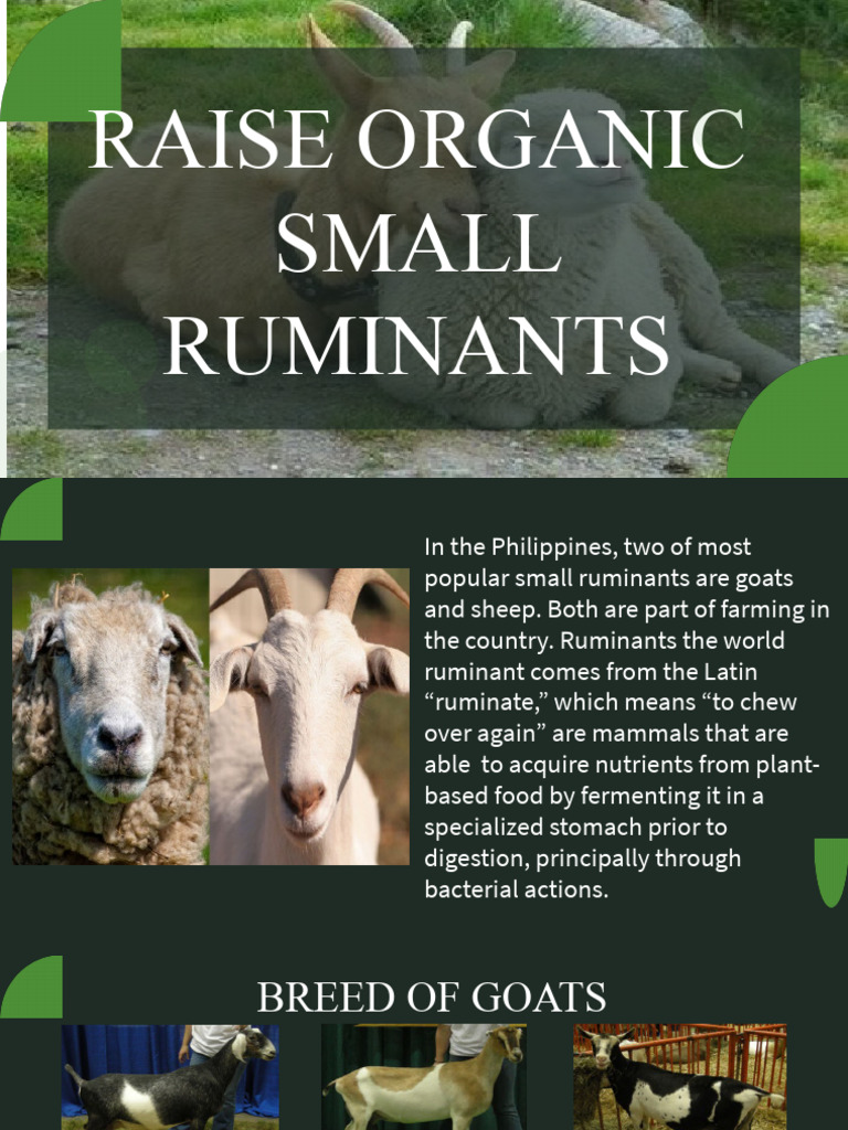 Raise Organic Small Ruminants | PDF | Sheep | Nutrients