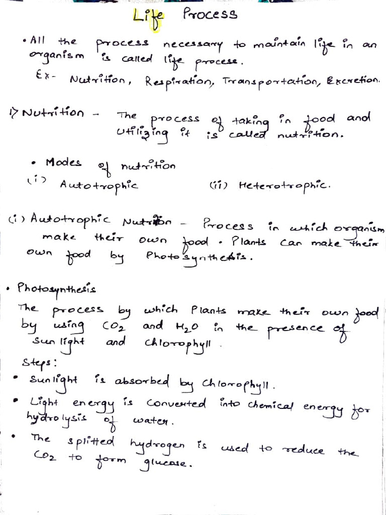 Life Processes Notes (Nutrition) | PDF | Stomach | Digestion