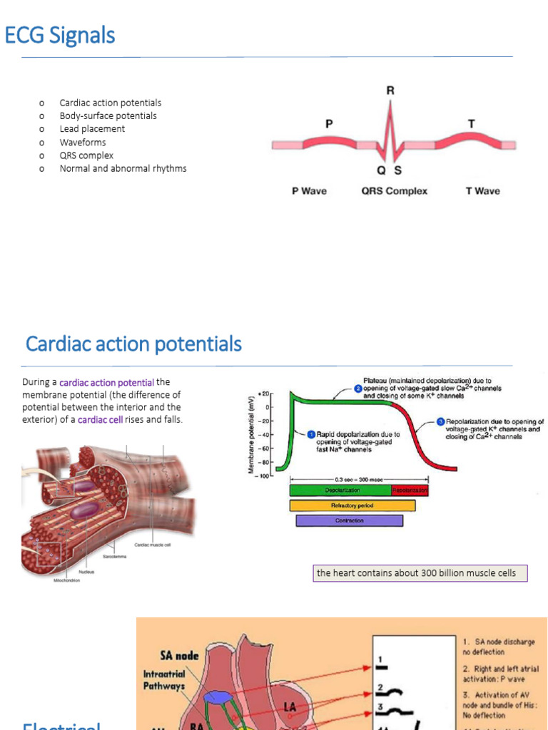 Understanding ECG Signals and Rhythms | PDF | Electrocardiography | Heart