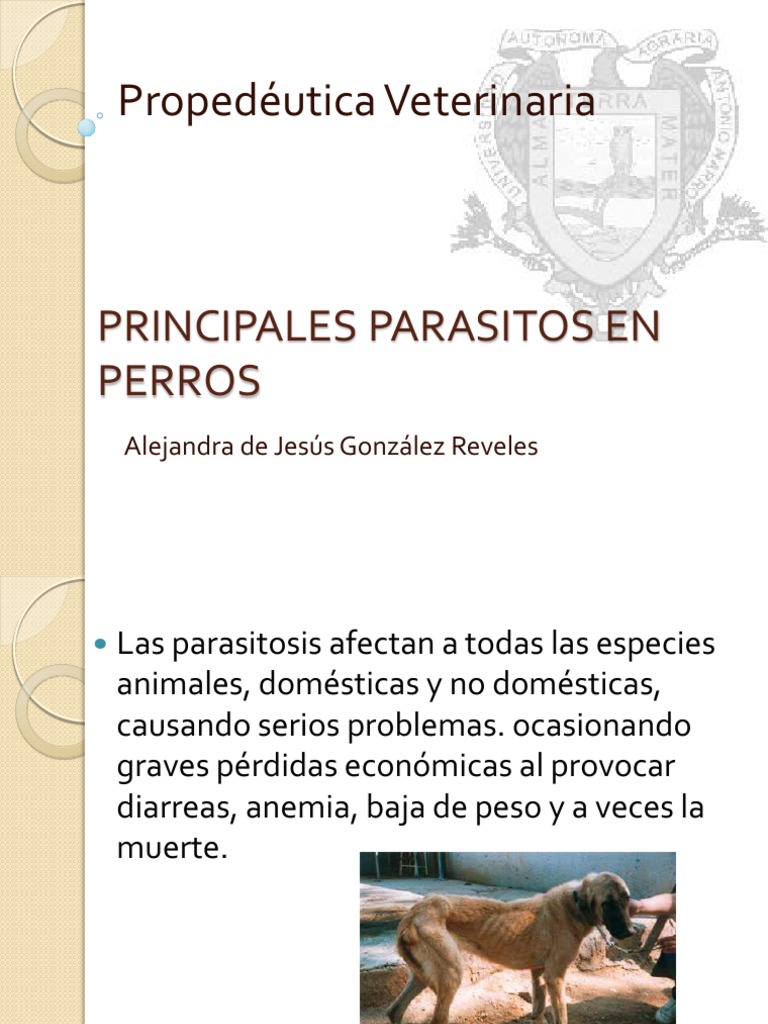Principales Parasitos en Perros | Diarrea | Ciencias de la Salud ...