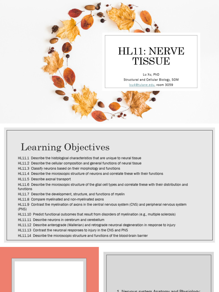 1 Hist Sept 13 HL11 Nerve Tissuestudent2020 | PDF | Axon | Myelin