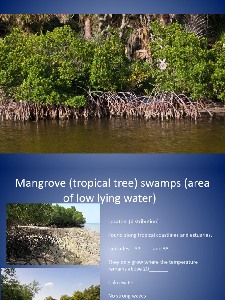 Mangroves | PDF | Mangrove | Forests