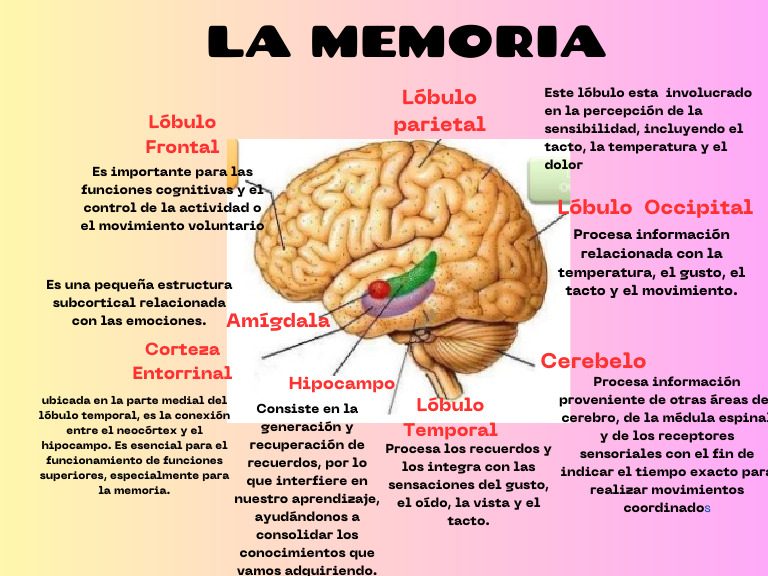 Diagrama Del Cerebro De La Memoria