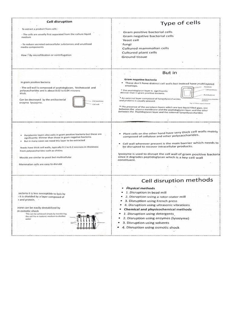 Cell Disruption Slides Mam | PDF