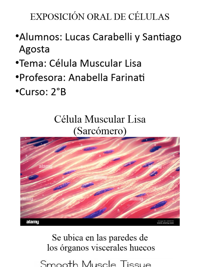Célula Muscular Lisa: Funciones y Estructura | PDF | Ciencias sociales