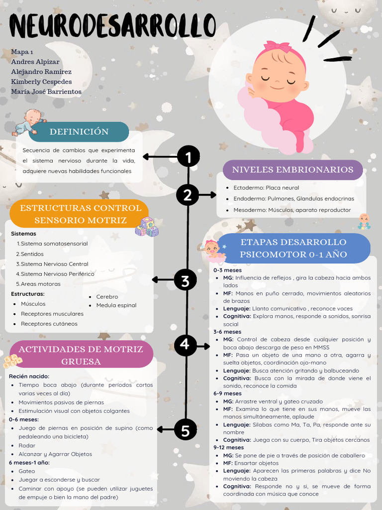Mapa Conceptual Neurodesarrollo 1 | PDF | Sistema nervioso | Neurociencia