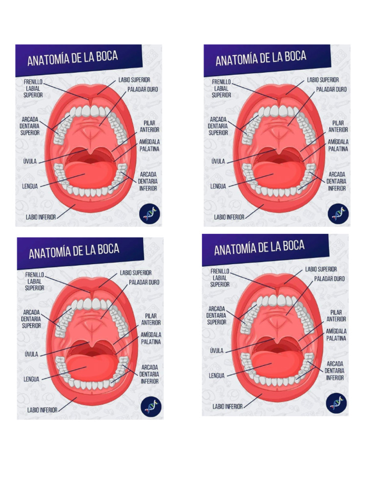 Anatomia de La Boca. | PDF