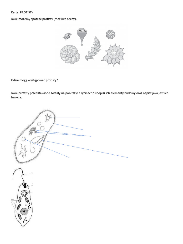 Karta Pracy - Protisty. | PDF