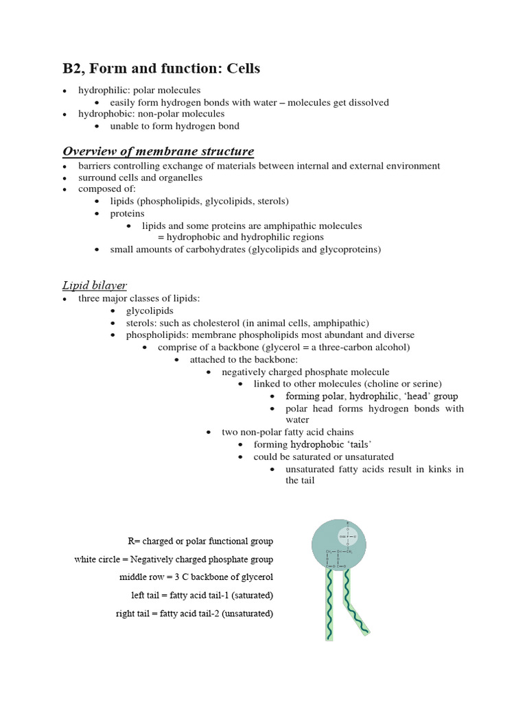 Kognity Notes Bio B2 Download Free Pdf Cell Membrane Cell Potency