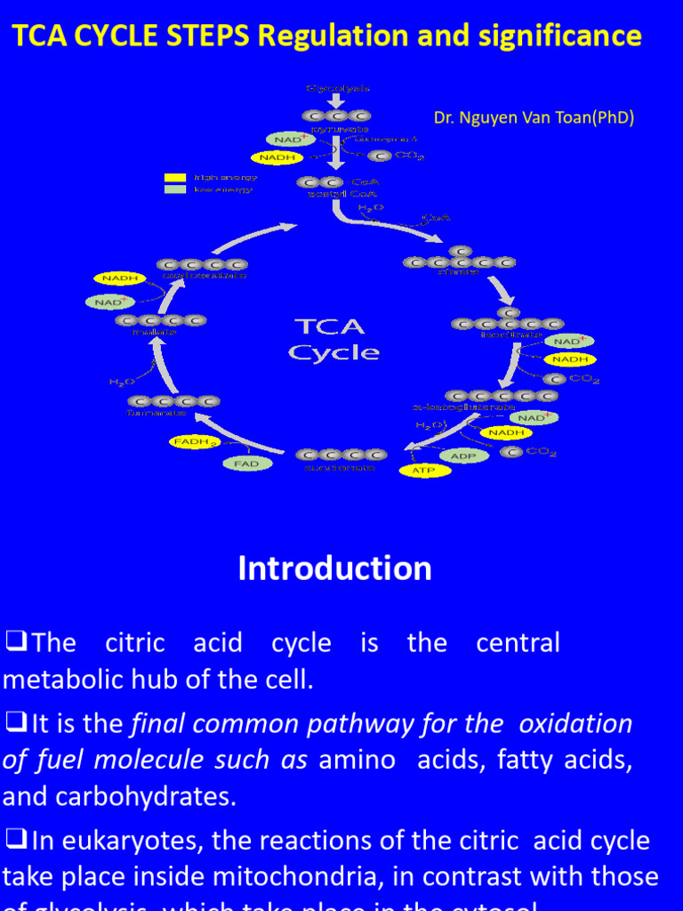TCA CYCLE - STEPS REGULATIION AND SIGNIFICANCE - Further Reference - Dr ...