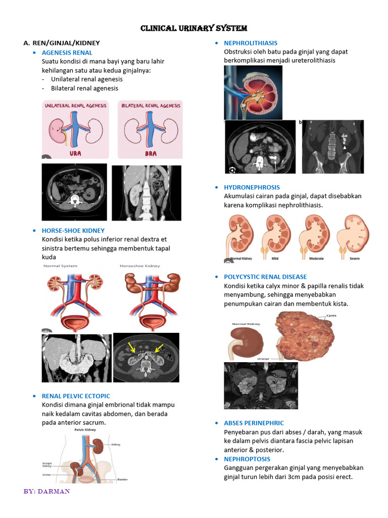 CLINICAL URINARY SYSTEM | PDF