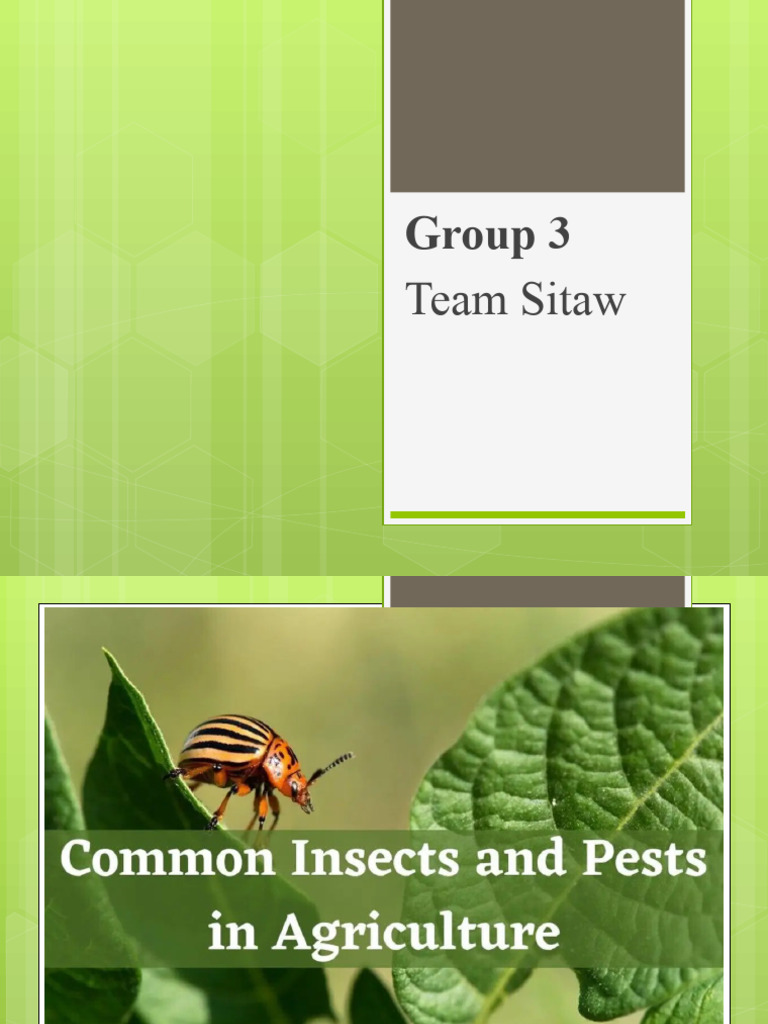 Group 3 Oap - Common Pests | Download Free PDF | Pest (Organism) | Insects
