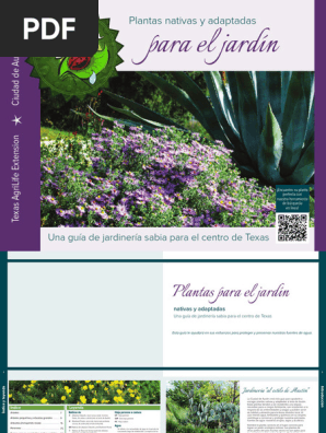 Arbusto De Espino Indio Enano