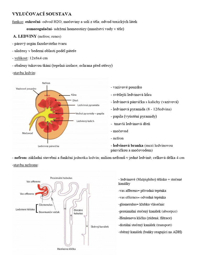 Vylučovací Soustava Pdf