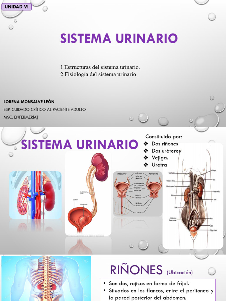 UNIDAD V SISTEMA URINARIO Anatomía y Fisiología | PDF | Riñón | Sistema urinario