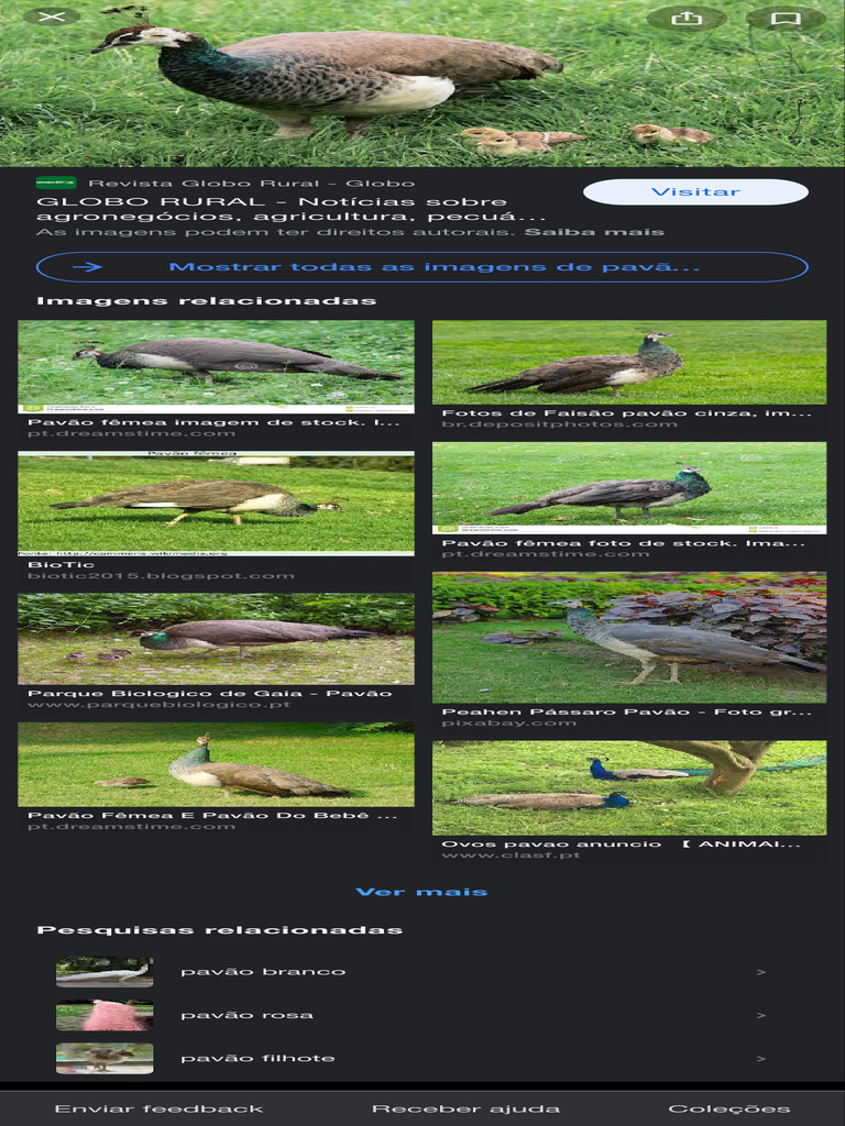 Fêmea do Pavão: Características e Nome | PDF