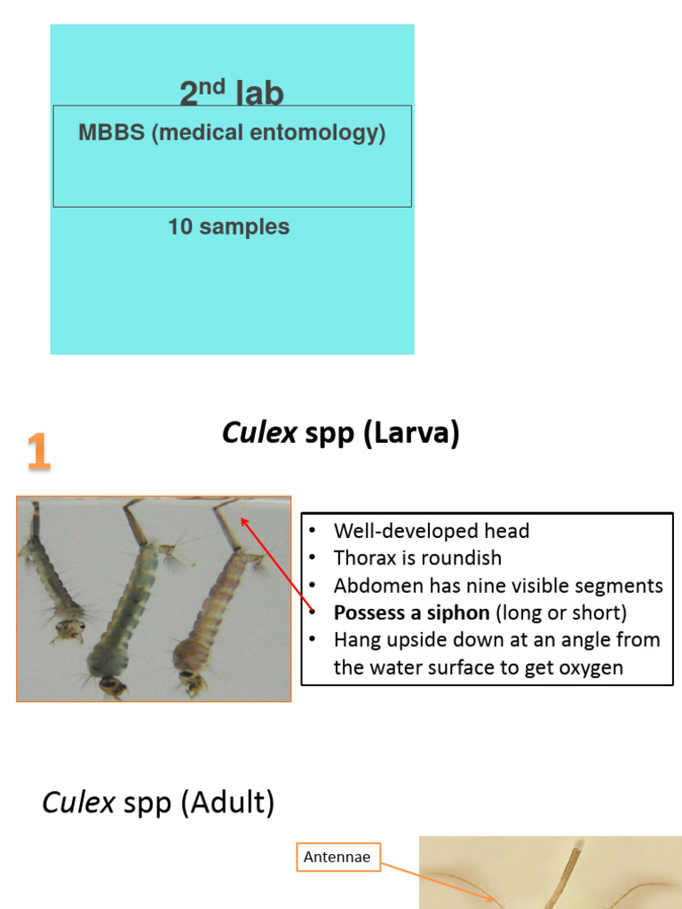 2 Second Lab Session 1402 1403 | PDF | Foreign Language Studies