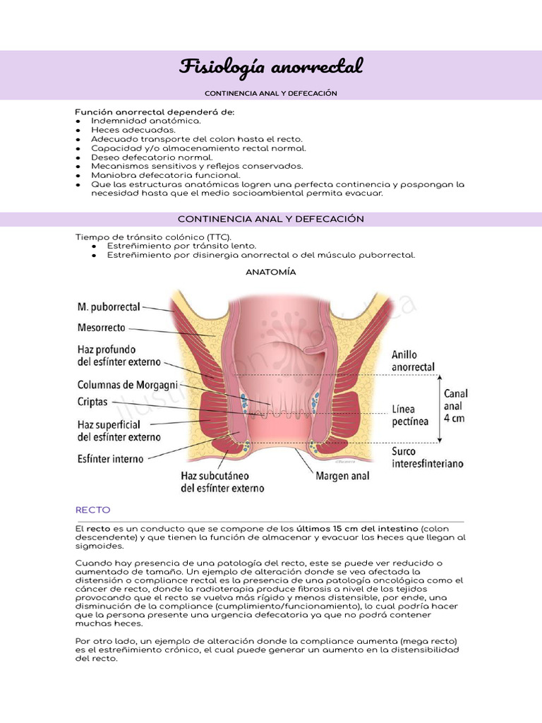 Fisiología de la Continencia Anal | PDF | Recto | Músculo