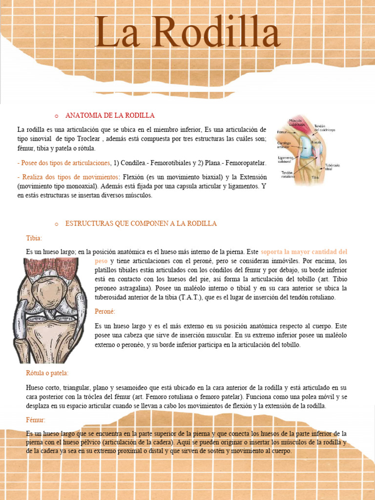 Anatomia de La Rodilla | PDF | Rodilla | Tobillo
