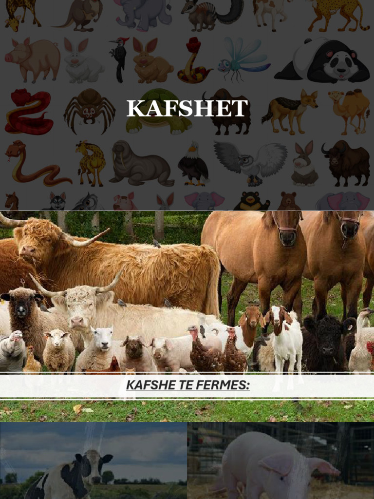 KAFSHET | PDF