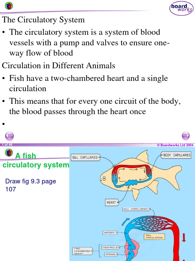 3a. Circulatory System | PDF