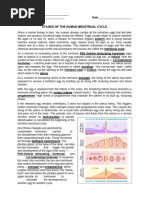 Cattle Reproductive System Overview | PDF | Luteinizing Hormone ...