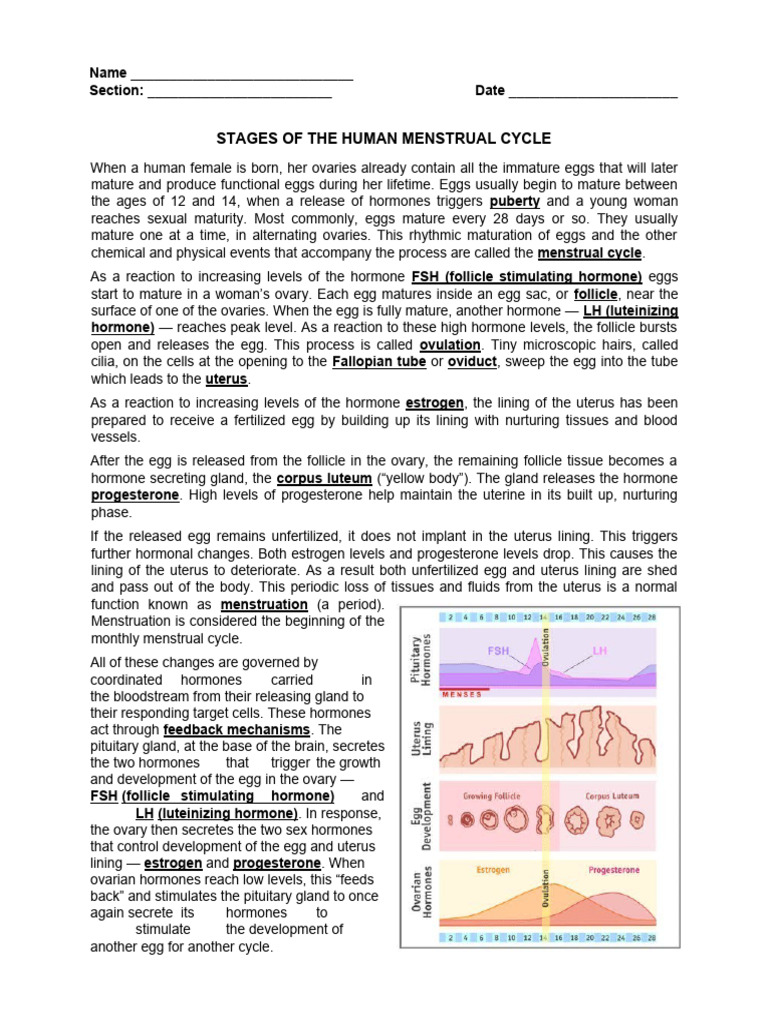 Menstrual Cycle Activity | PDF | Menstrual Cycle | Ovary