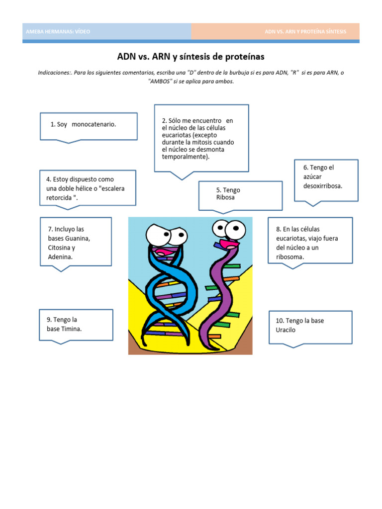 ADN vs. ARN y Síntesis de Proteínas | PDF | Rna | Adn