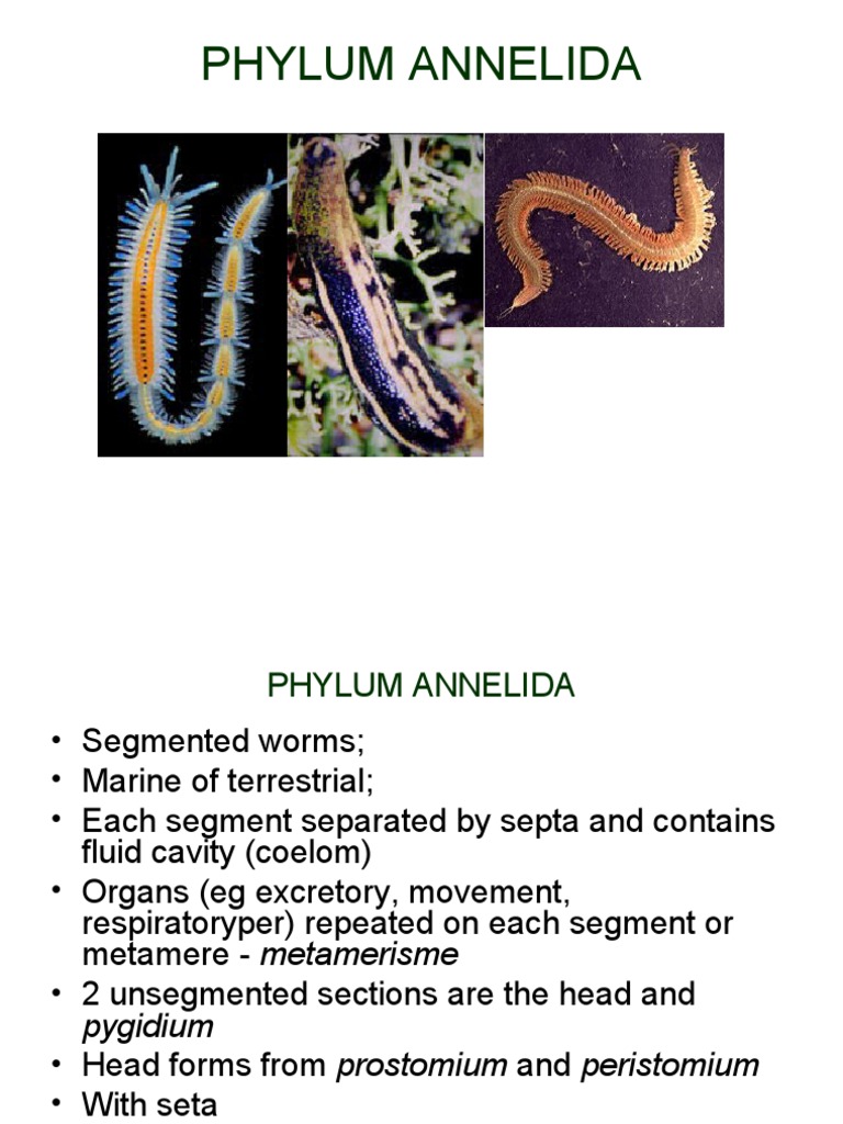 Overview of Phylum Annelida | PDF | Mollusca | Organisms