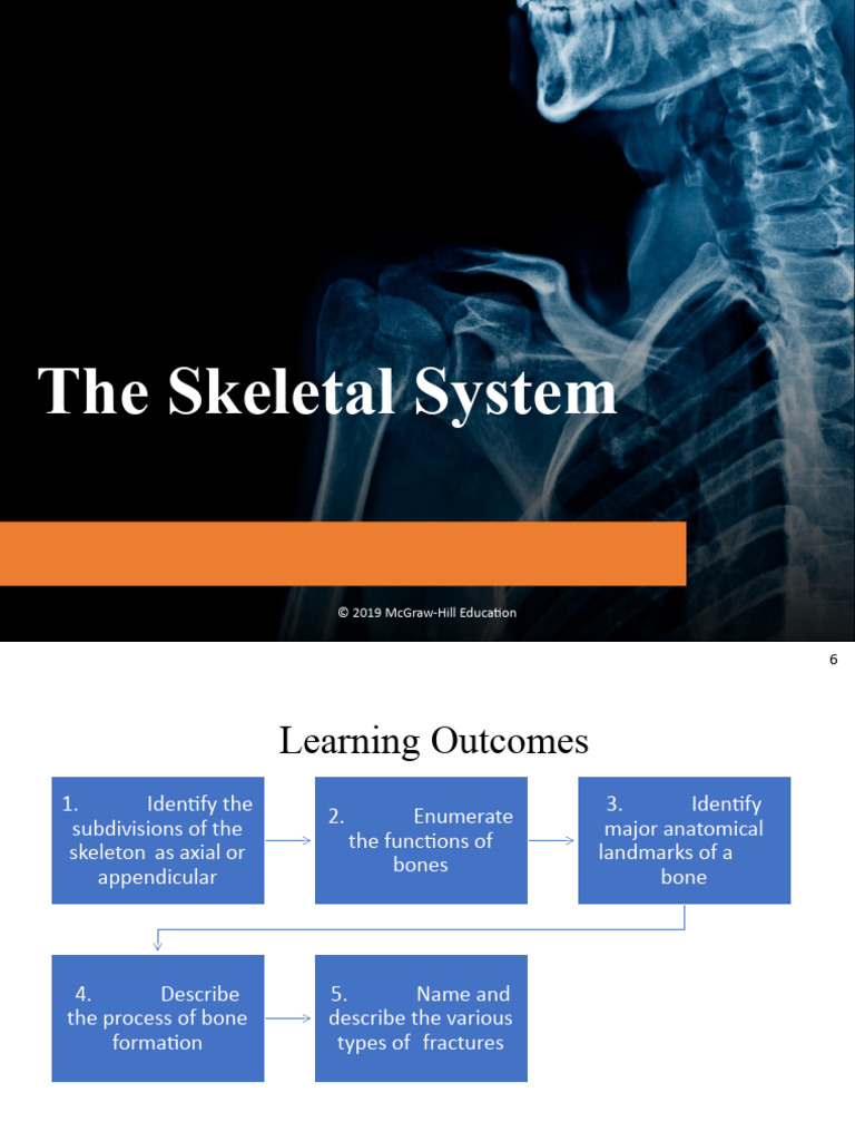 Skeletal System Pdf Skull Vertebral Column
