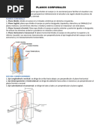 Cortes Anatomicos | PDF | Términos anatómicos de ubicación | Anatomía ...