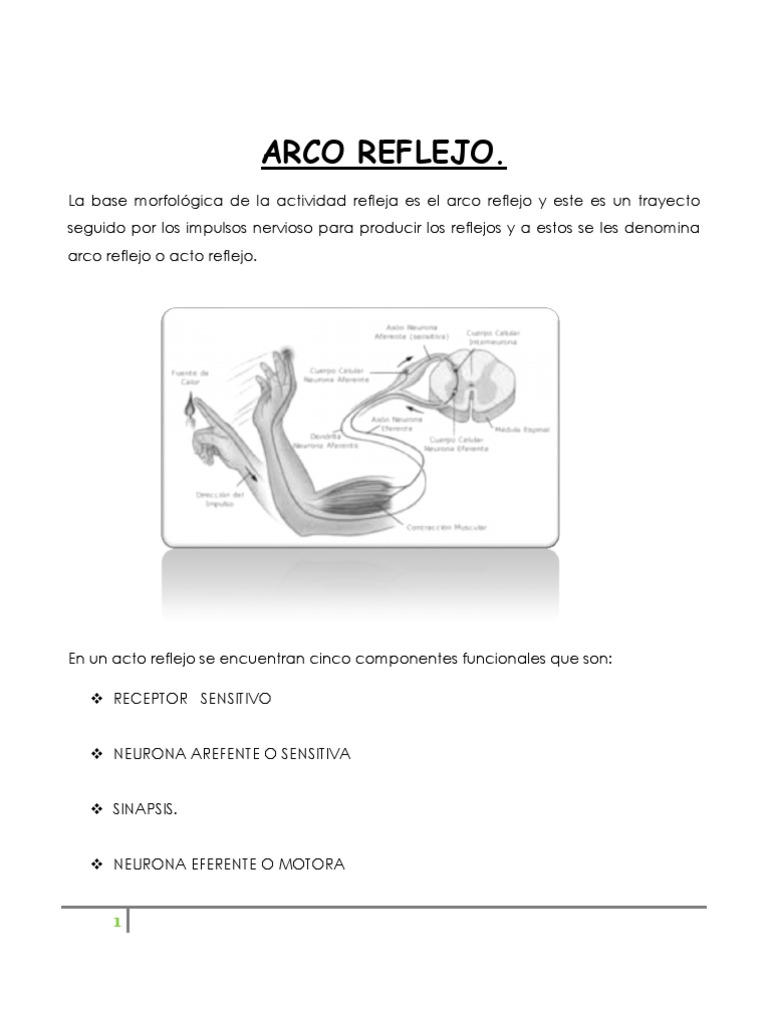 Arco reflejo | Neurona | Materia gris