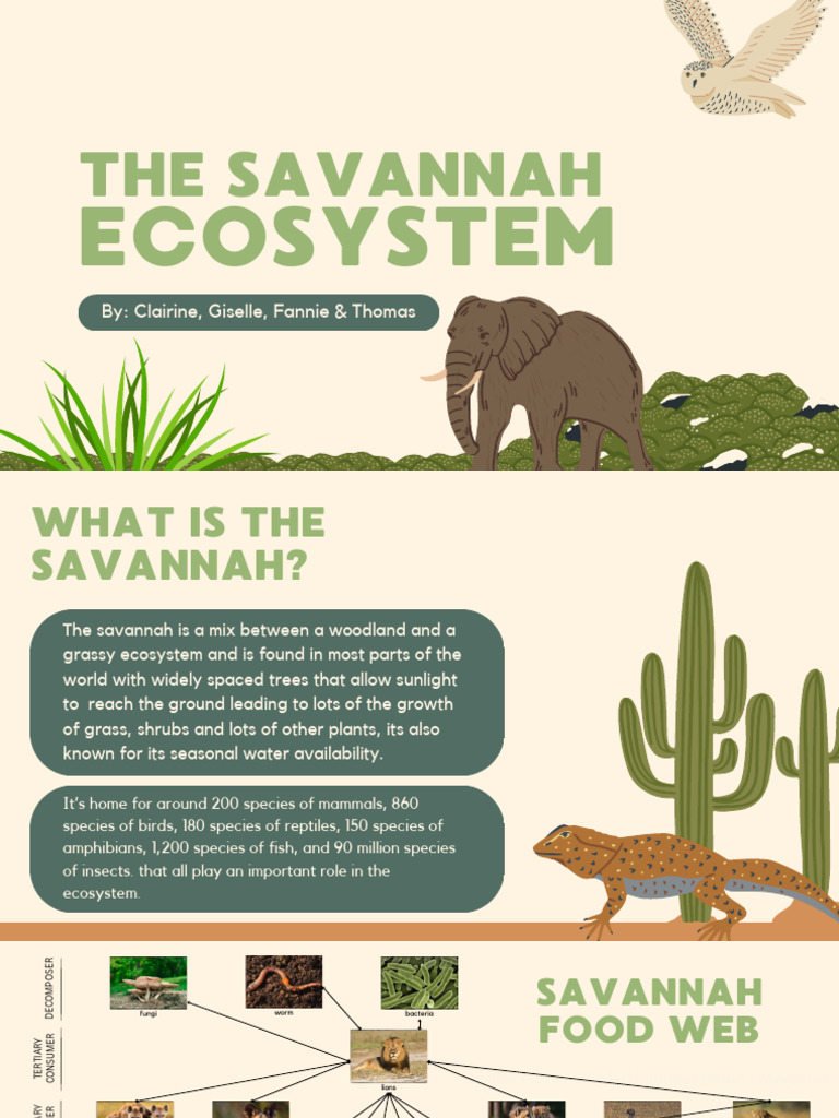 Ecosystem | PDF | Savanna | Zoology