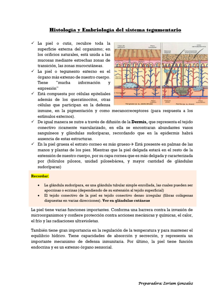 Histologia y Embriologia Del Sistema Tegumentario | PDF | Piel | Epidermis
