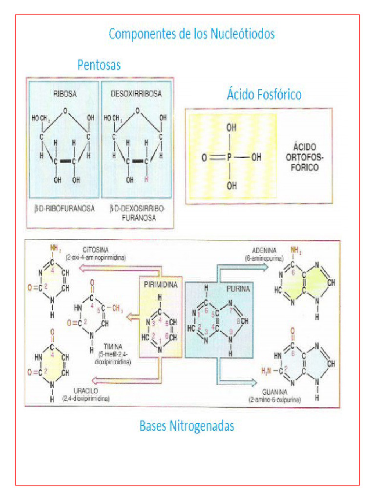 Bases Nitrogenadas | PDF