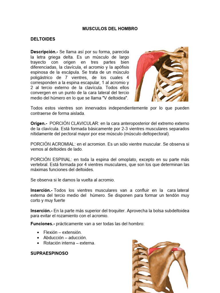 Músculos Del Miembro Superior | PDF | Mano | Codo