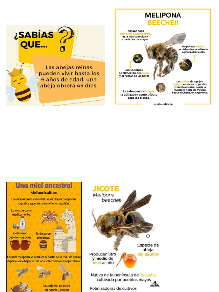 infografías de la abeja melipona | PDF