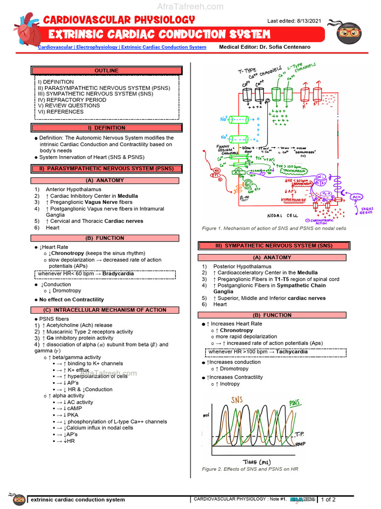 Extrinsic Cardiac Conduction System Atf | PDF | Heart Rate | Muscle ...