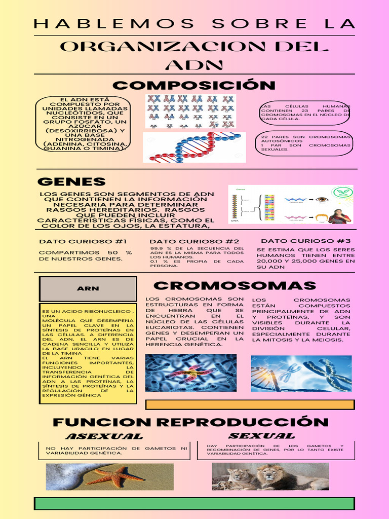 Infografía de ORGANIZACION CELULAR Y CICLO CELULAR - 20240216 - 094928 - 0000 | PDF | Biología ...
