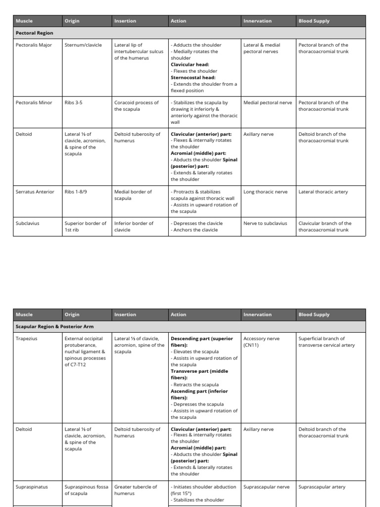 Bootcamp Muscle Tables | PDF | Thumb | Vertebra